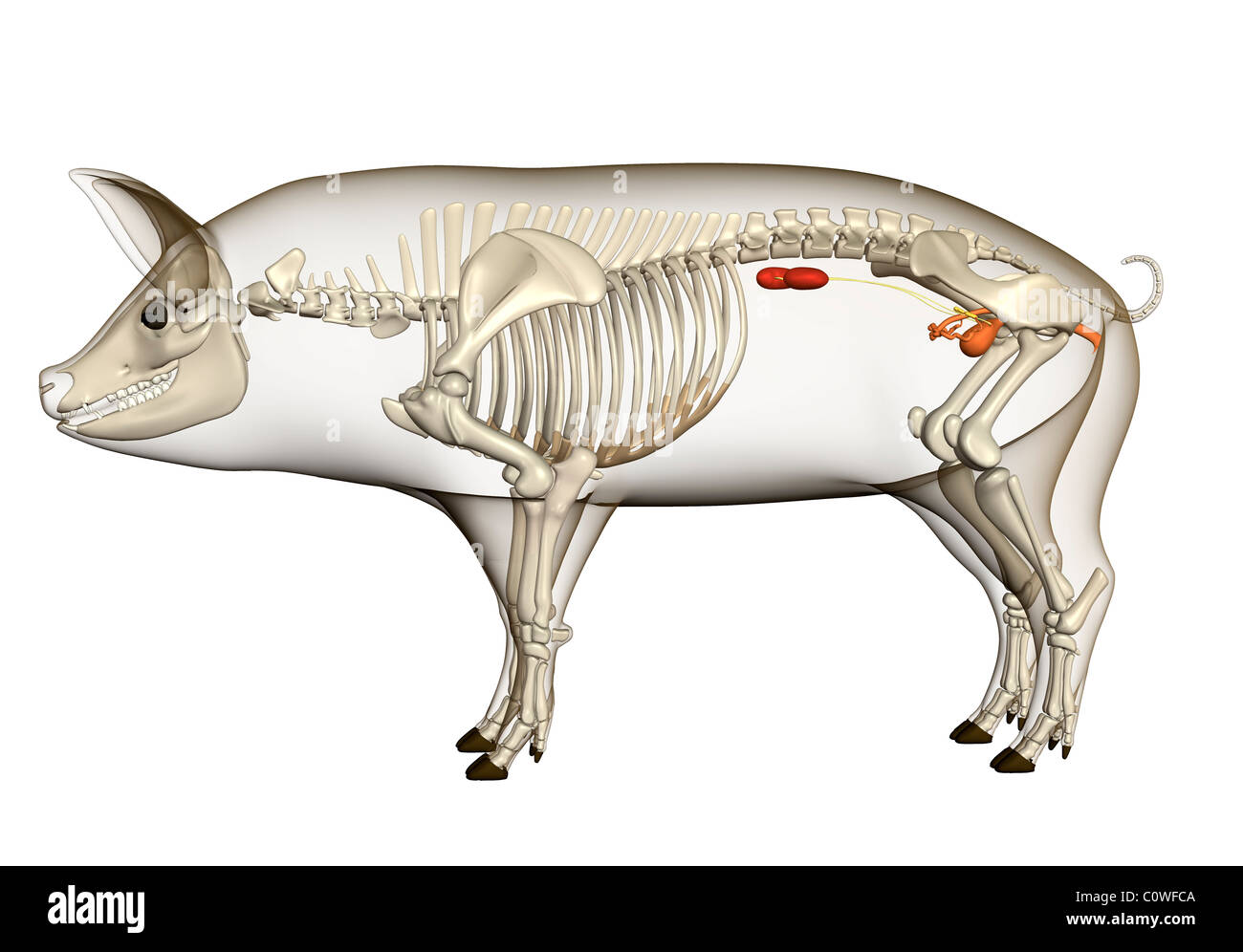 Pig anatomy skeleton bones hi-res stock photography and images - Alamy Pig anatomy skeleton bones hi-res stock photography and images - Alamy