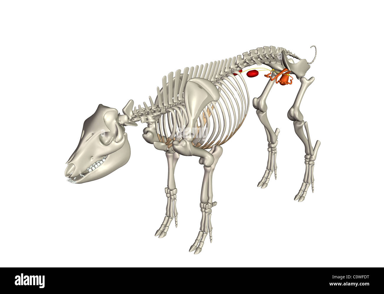 pig anatomy reproductive urinary kidneys skeleton Stock Photo - Alamy
