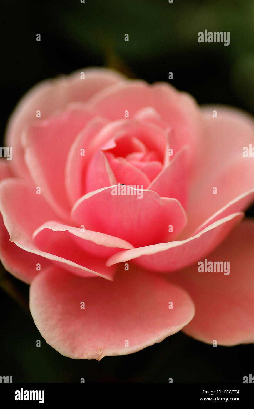 A macro image of a pink rose Stock Photo - Alamy