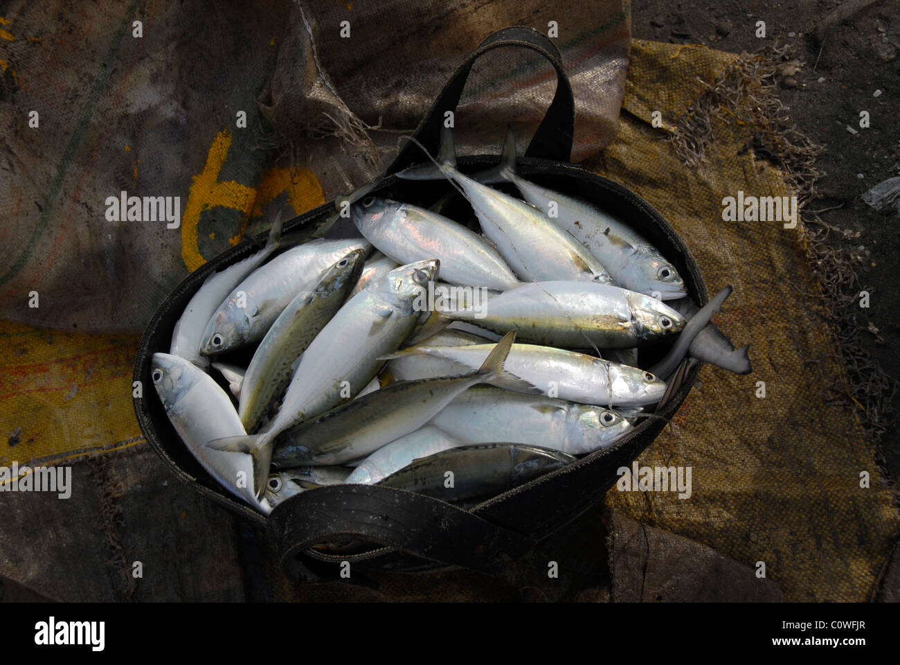 Fresh fish sale market kerala hi-res stock photography and images - Alamy