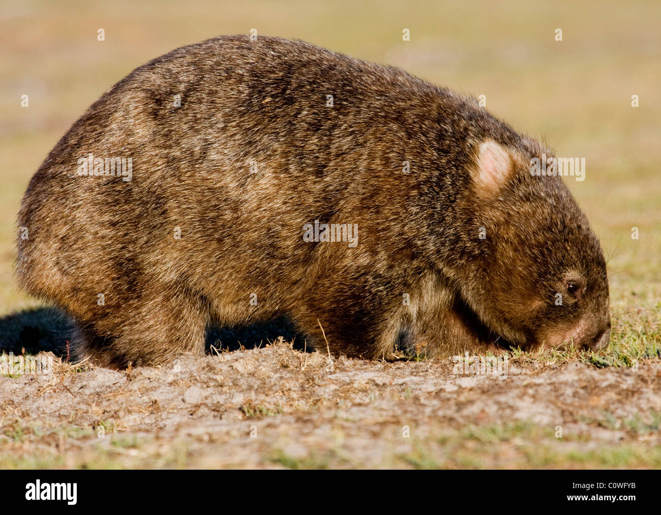 Wombat (Vombatus ursinus) grazing at sunset. Profile view Stock Photo ...