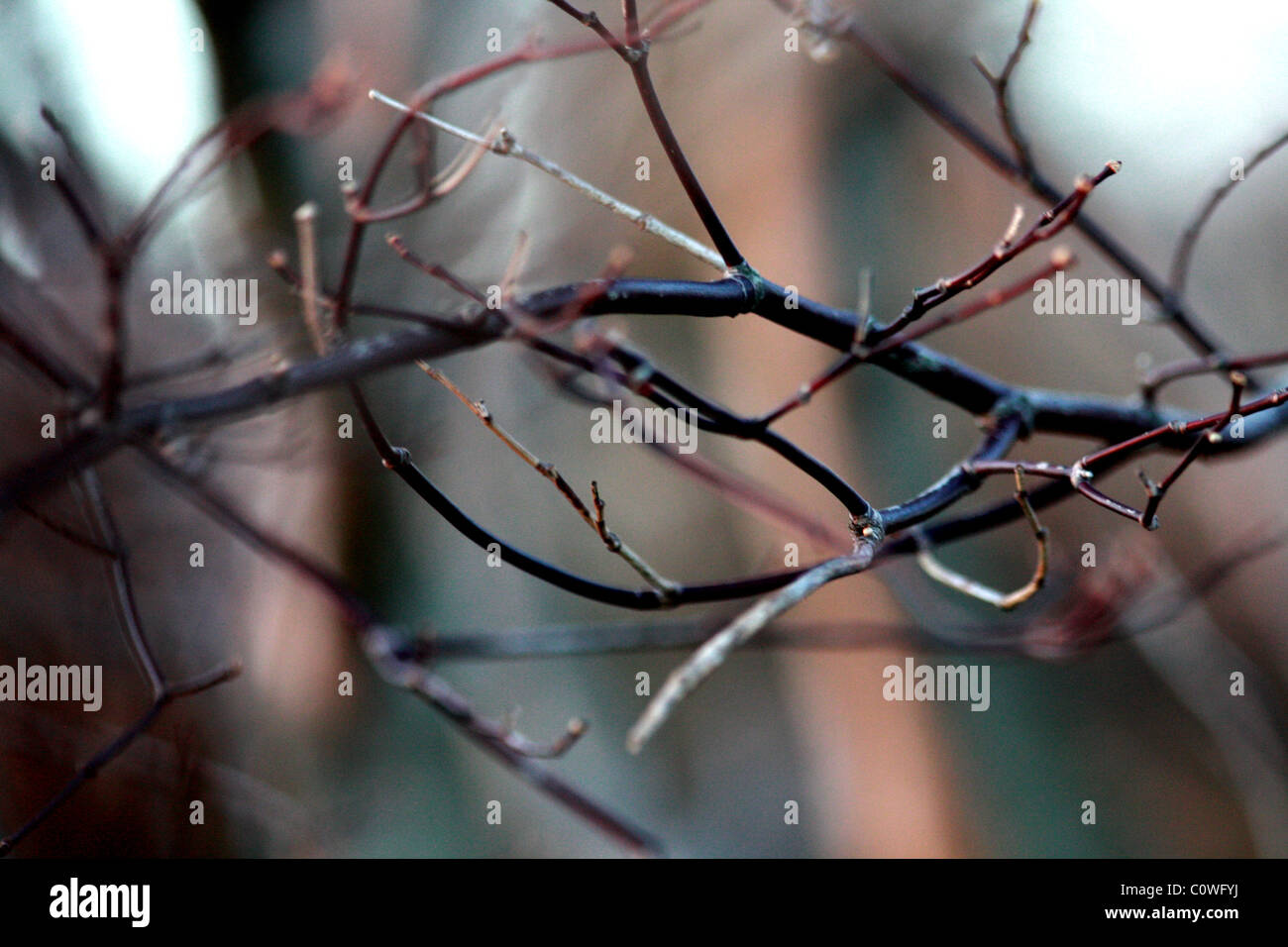 Branches in focus with others in background that are blurred Stock ...