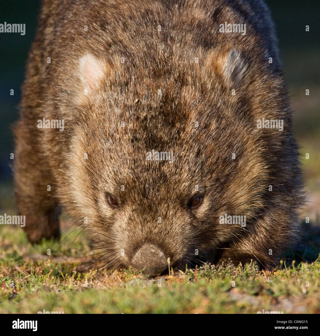 Wombat pouch hi-res stock photography and images - Alamy