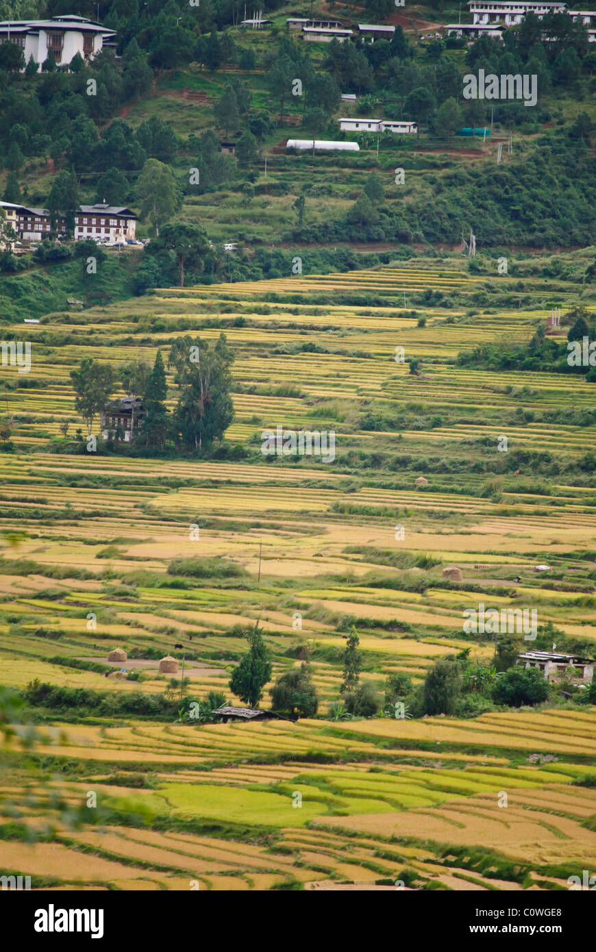 Fertile rice fields of Lobesa Valley in harvesting season seen from ...