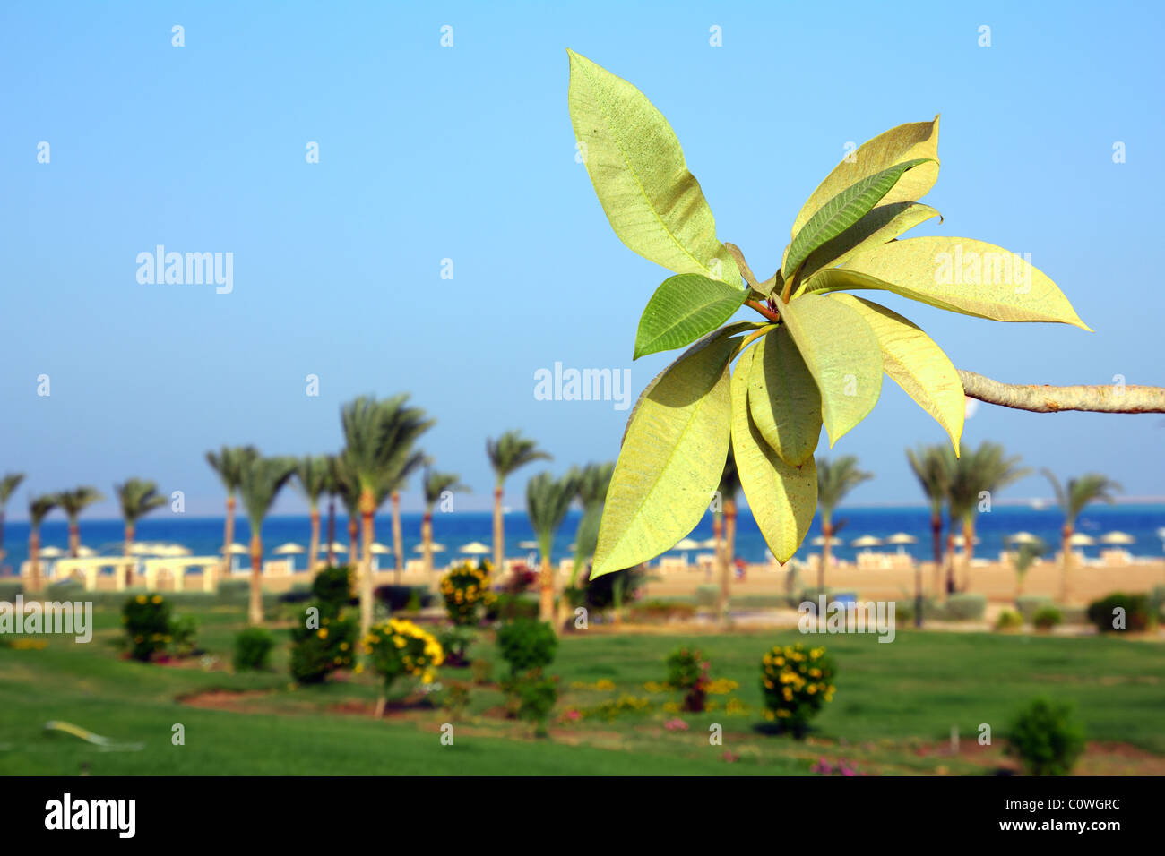 Heat tree leaves hi-res stock photography and images - Alamy