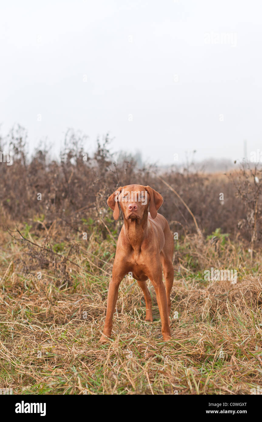 A female Hungarian Vizsla dog stares past the photographer while ...