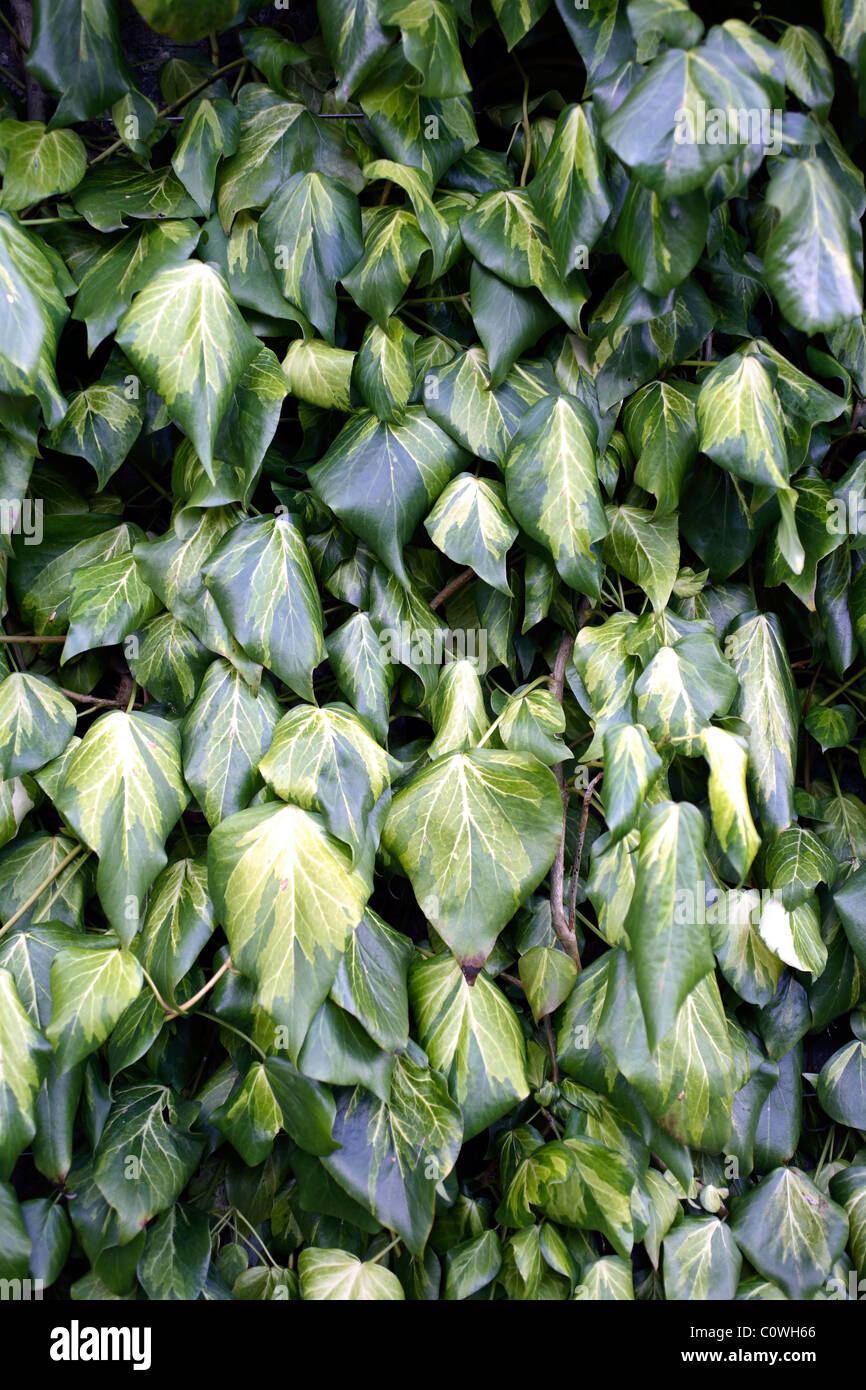 Detail of Ivy foliage - Hedera helix Stock Photo - Alamy
