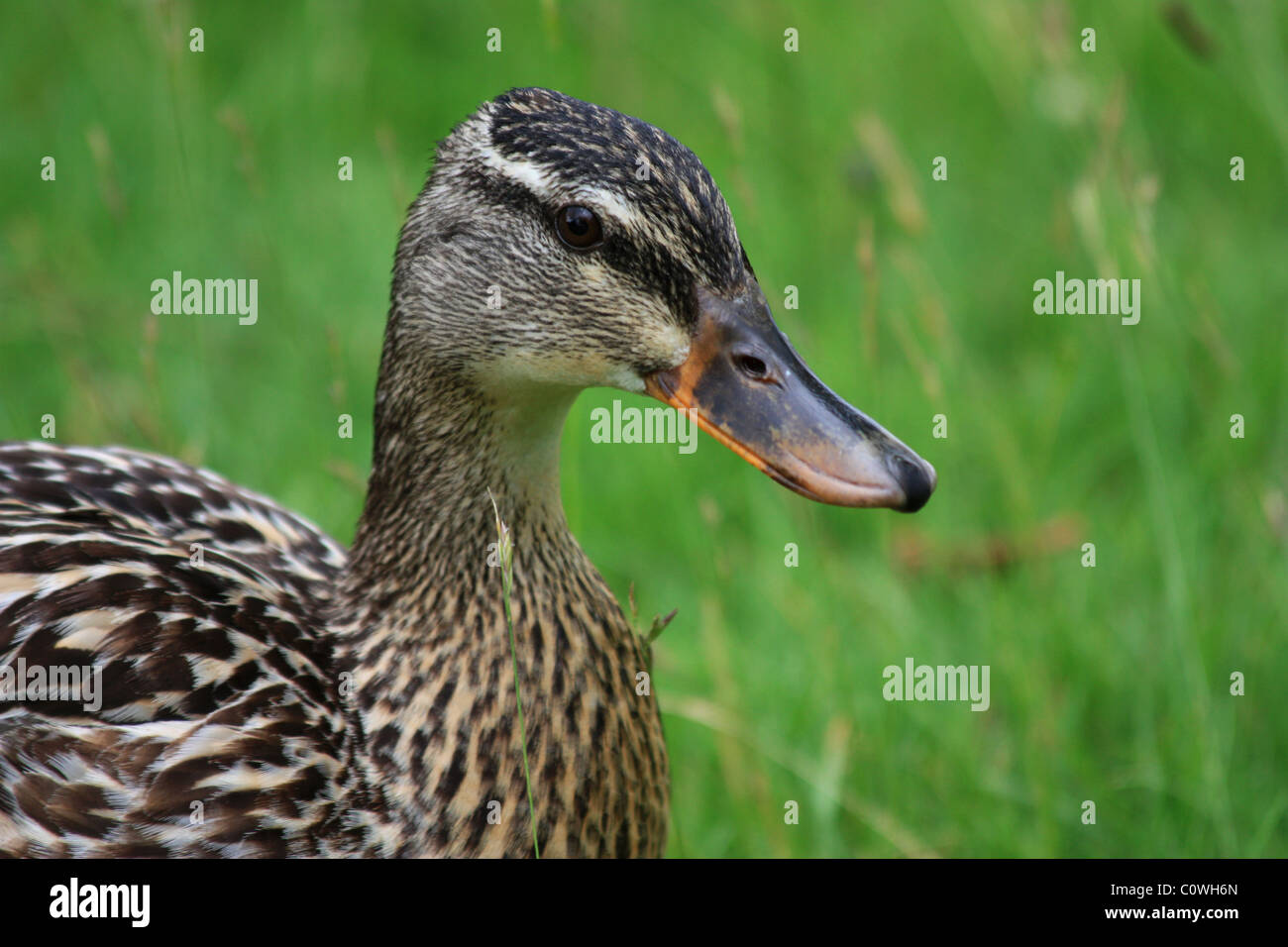 Female Mallard Duck Stock Photo - Alamy