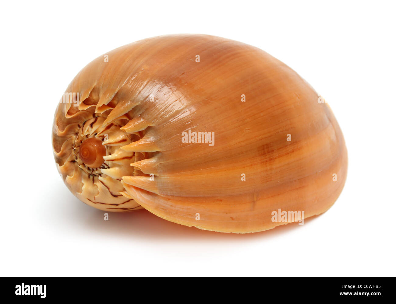spiral sea shell close-up on white Stock Photo - Alamy