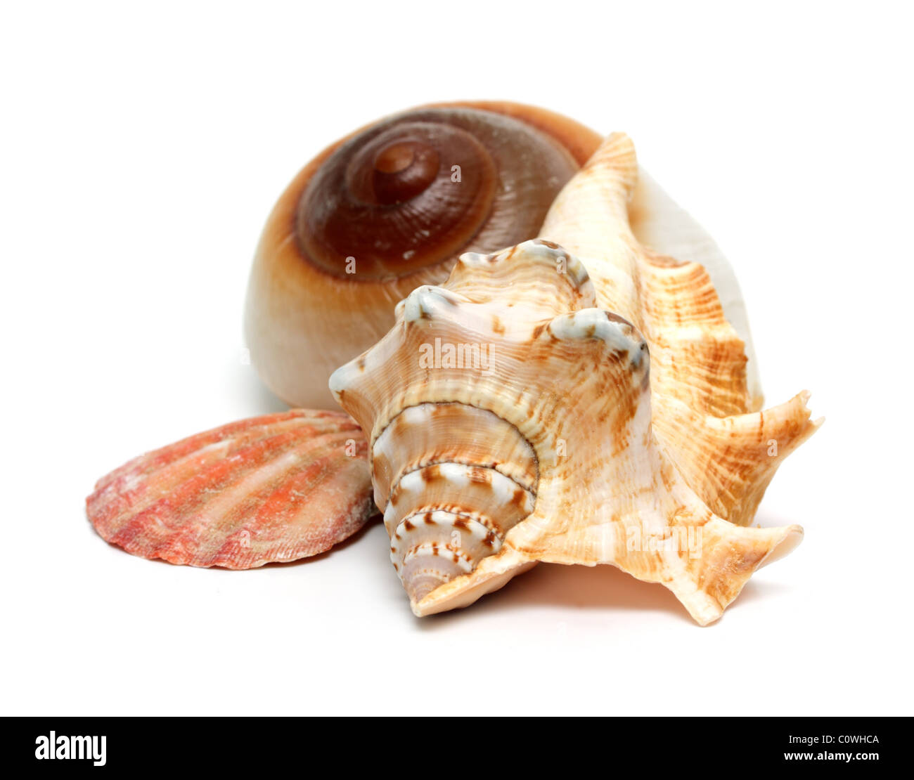 group of sea shells close-up on white Stock Photo - Alamy