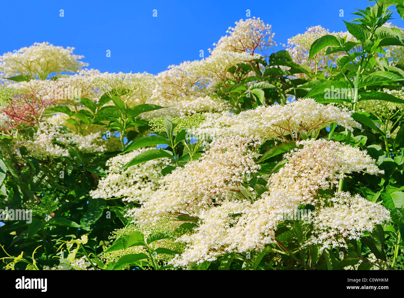Holunder Blüte - elder flower 29 Stock Photo - Alamy