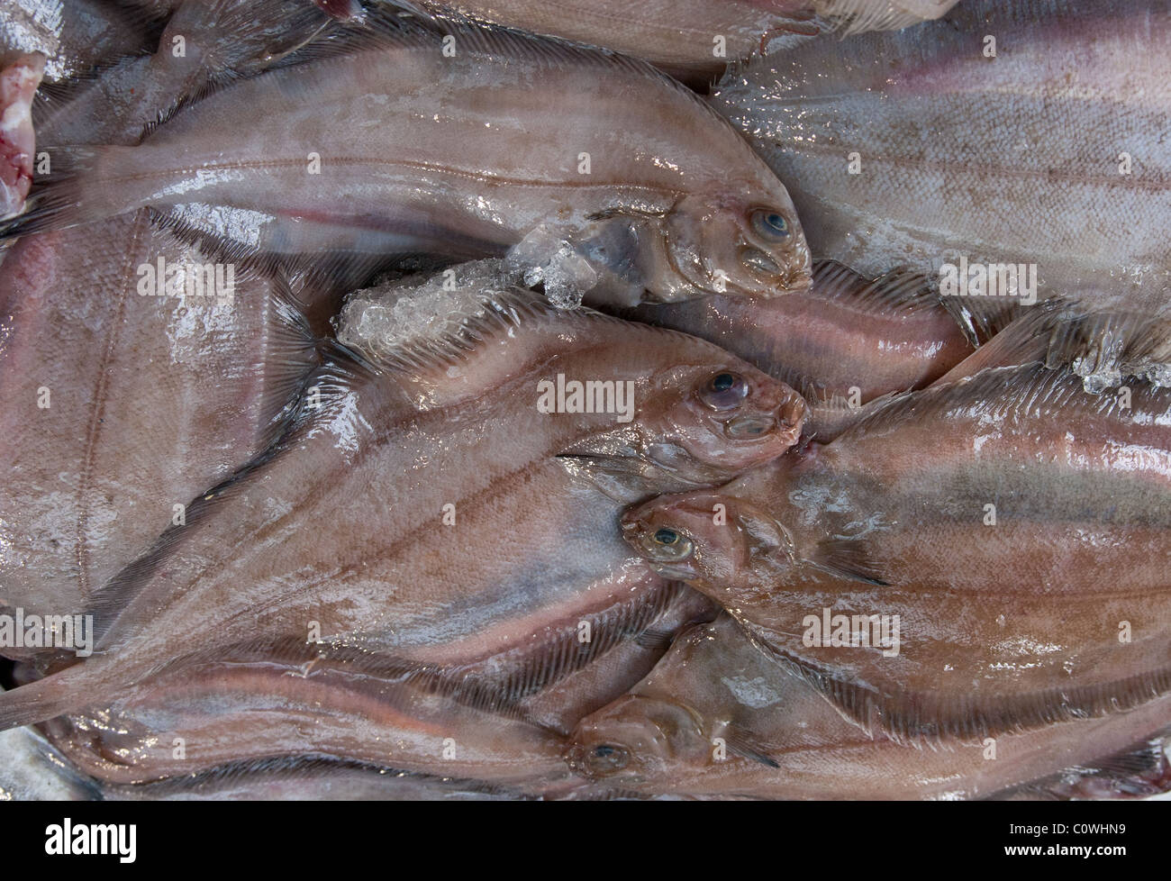 Fresh Plaice Fish High Resolution Stock Photography and Images - Alamy