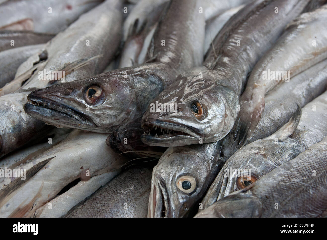 Hake fish hi-res stock photography and images - Alamy