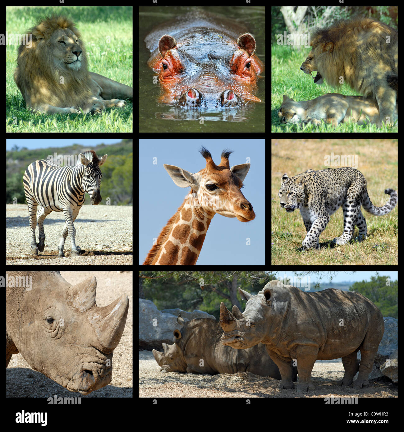 Eight photos mosaic of Africa mammals : lion, hippopotamus, zebra ...