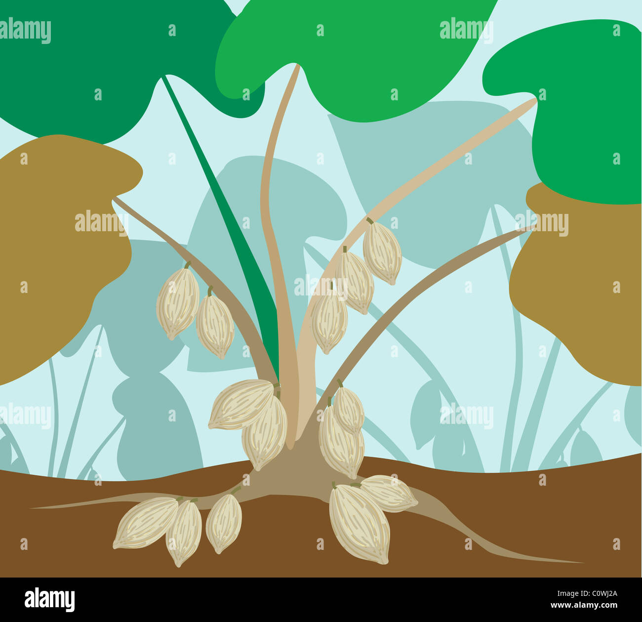 Cardamom cultivation hi-res stock photography and images - Alamy