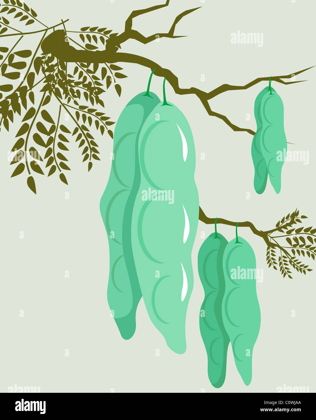 Tamarind fruit branch hi-res stock photography and images - Alamy