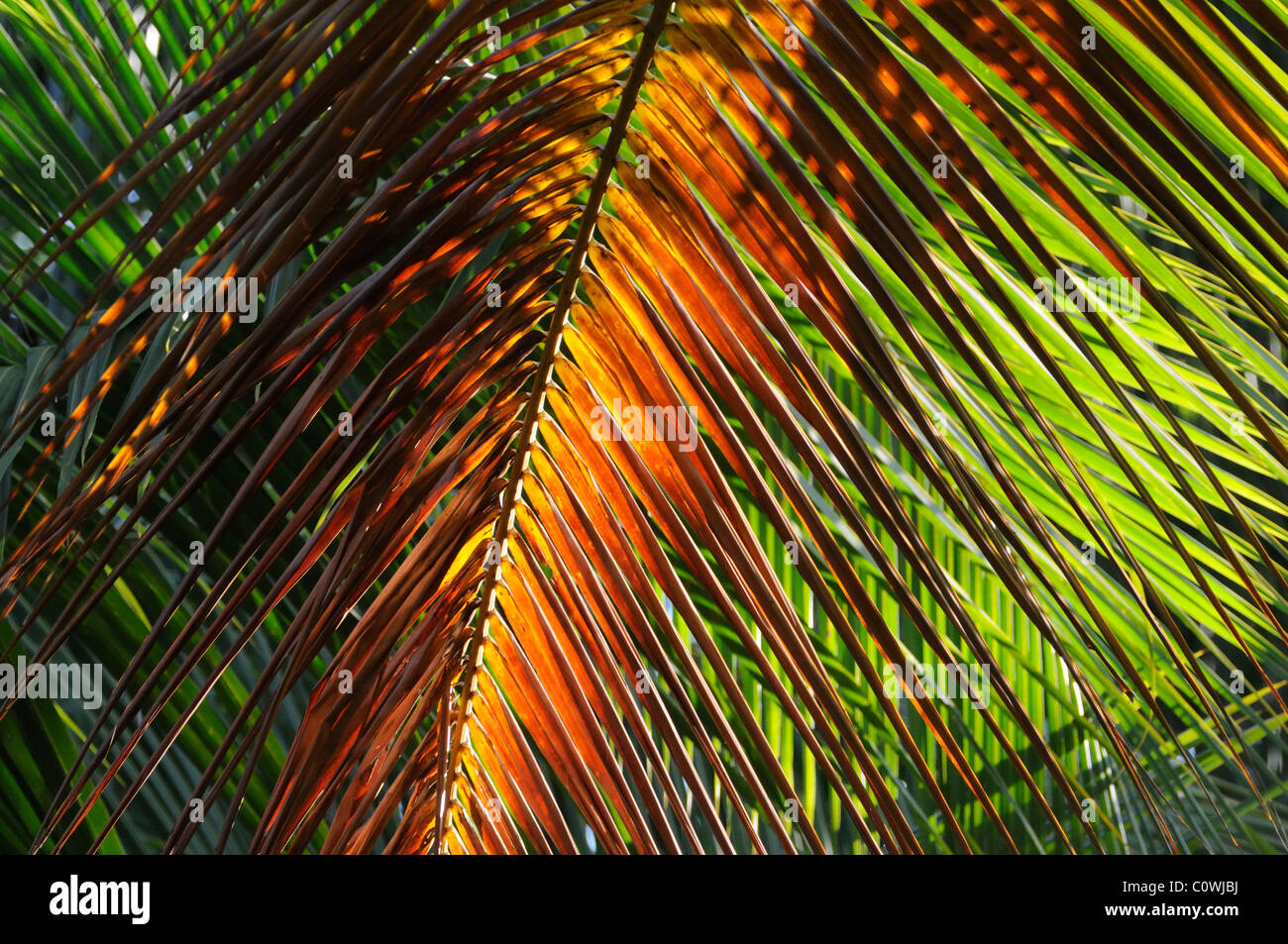 Palm leaves,Cabuya Costa Rica Stock Photo - Alamy