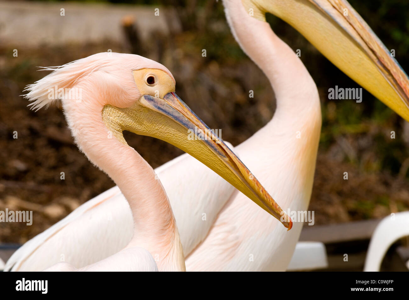 Nissi Bay near Agia Napa, Pelican at the Beach, Cyprus Stock Photo - Alamy