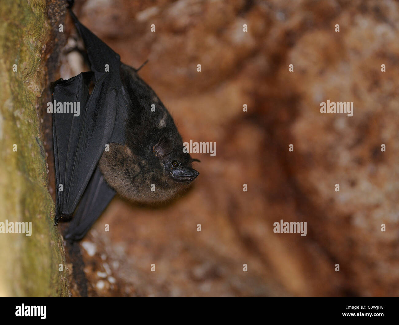 Bats resting inside a trunk of a big tree, Cabuya Costa Rica Stock ...