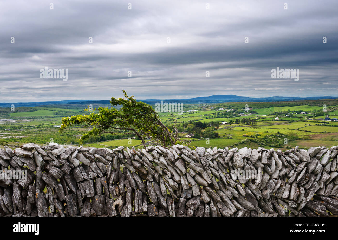 Mayflower tree flower hi-res stock photography and images - Alamy