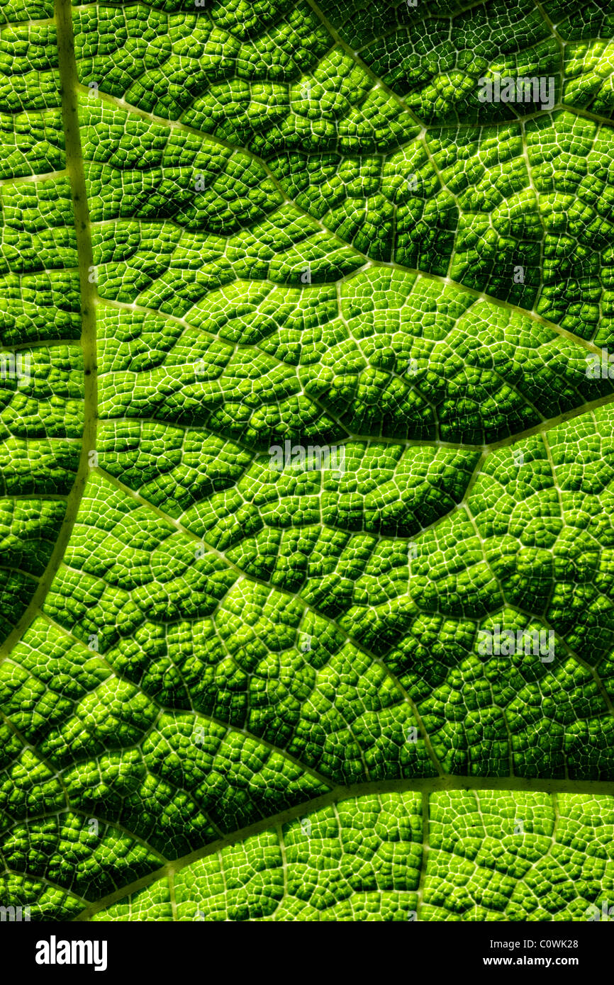 Gunnera hi-res stock photography and images - Alamy