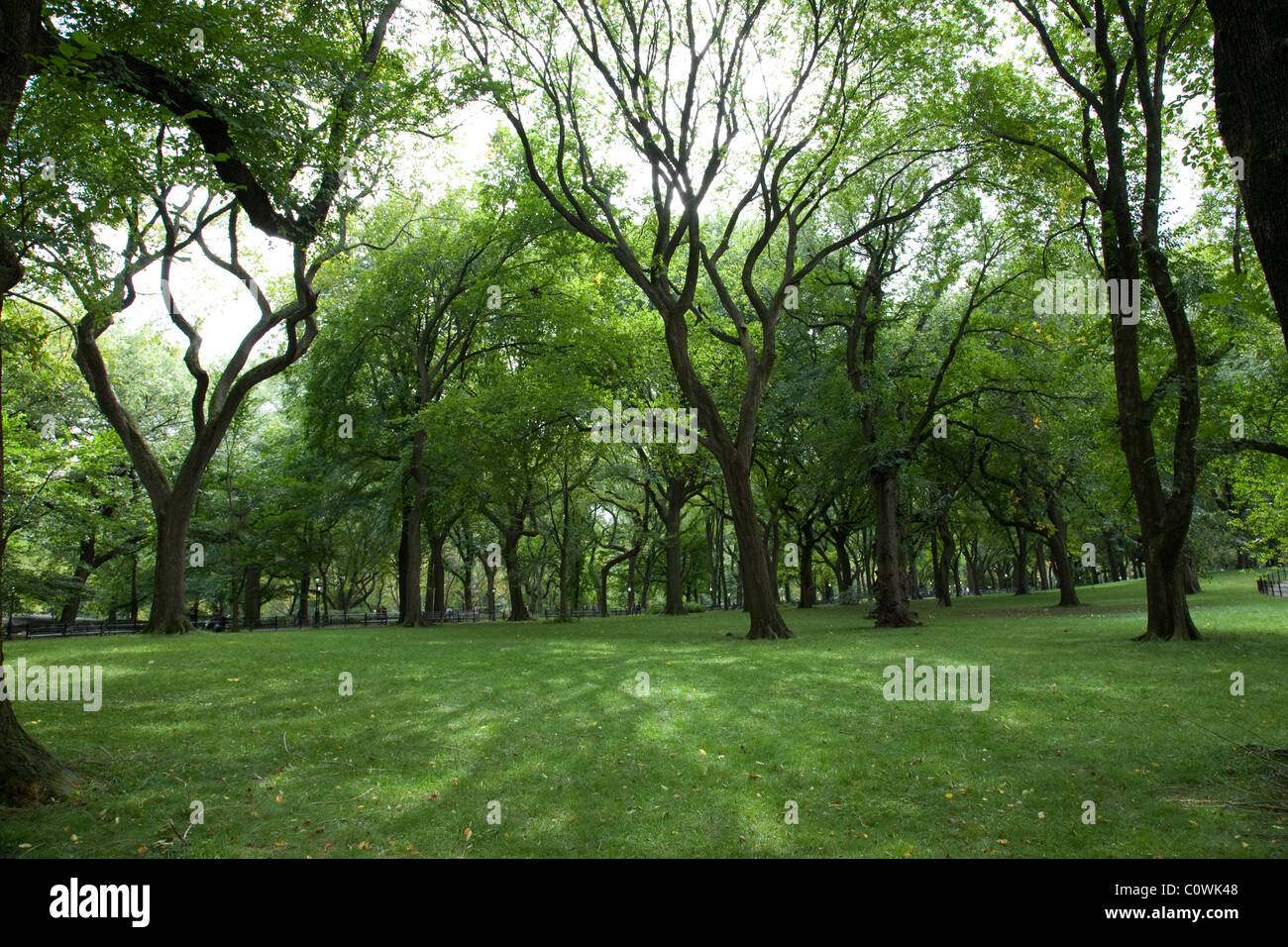Central Park trees in summer Stock Photo - Alamy