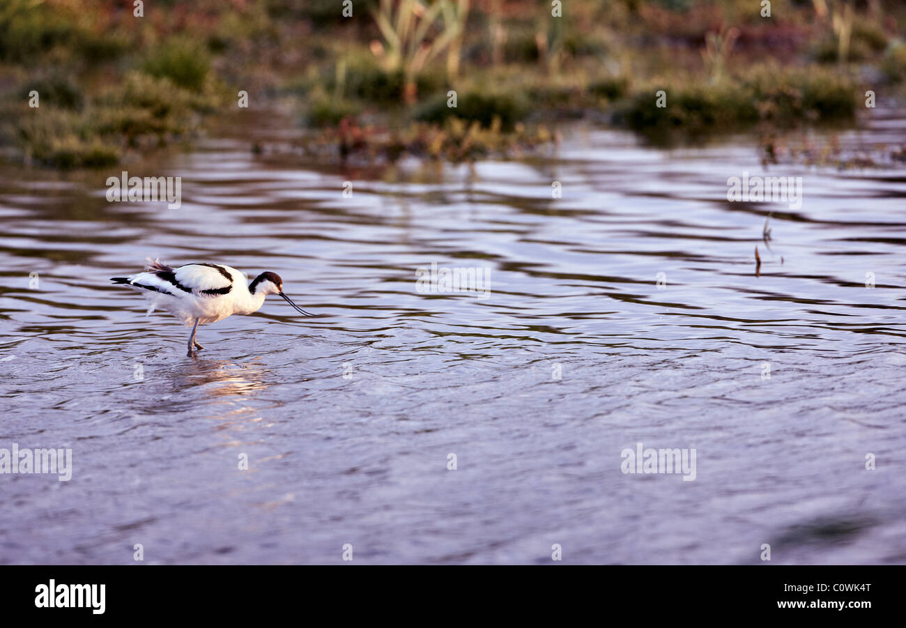 Recurvirostra hi-res stock photography and images - Alamy