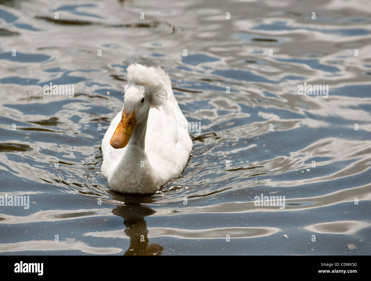 White crested duck hi-res stock photography and images - Alamy