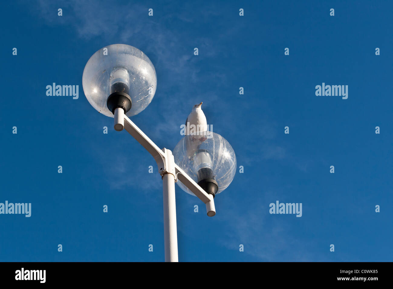 Whitby bird hi-res stock photography and images - Alamy