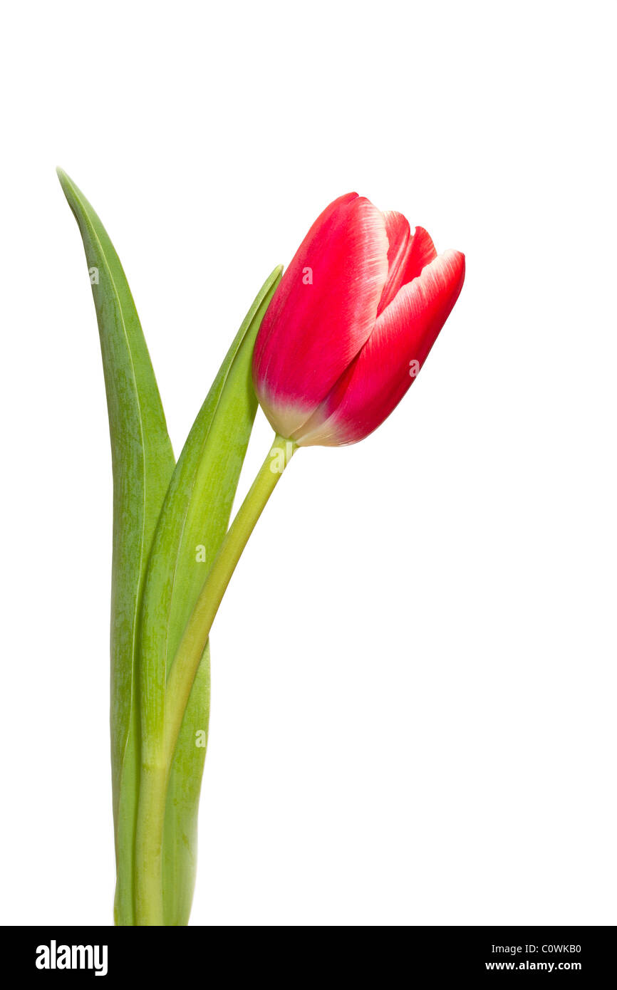 Single red tulip on white background Stock Photo - Alamy
