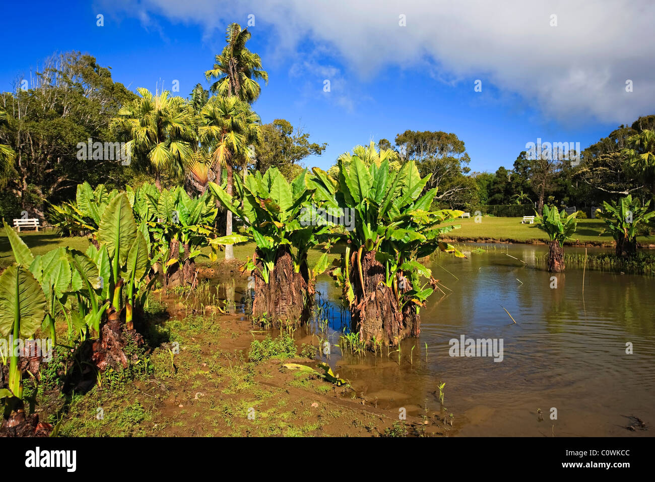 Curepipe mauritius hi-res stock photography and images - Alamy