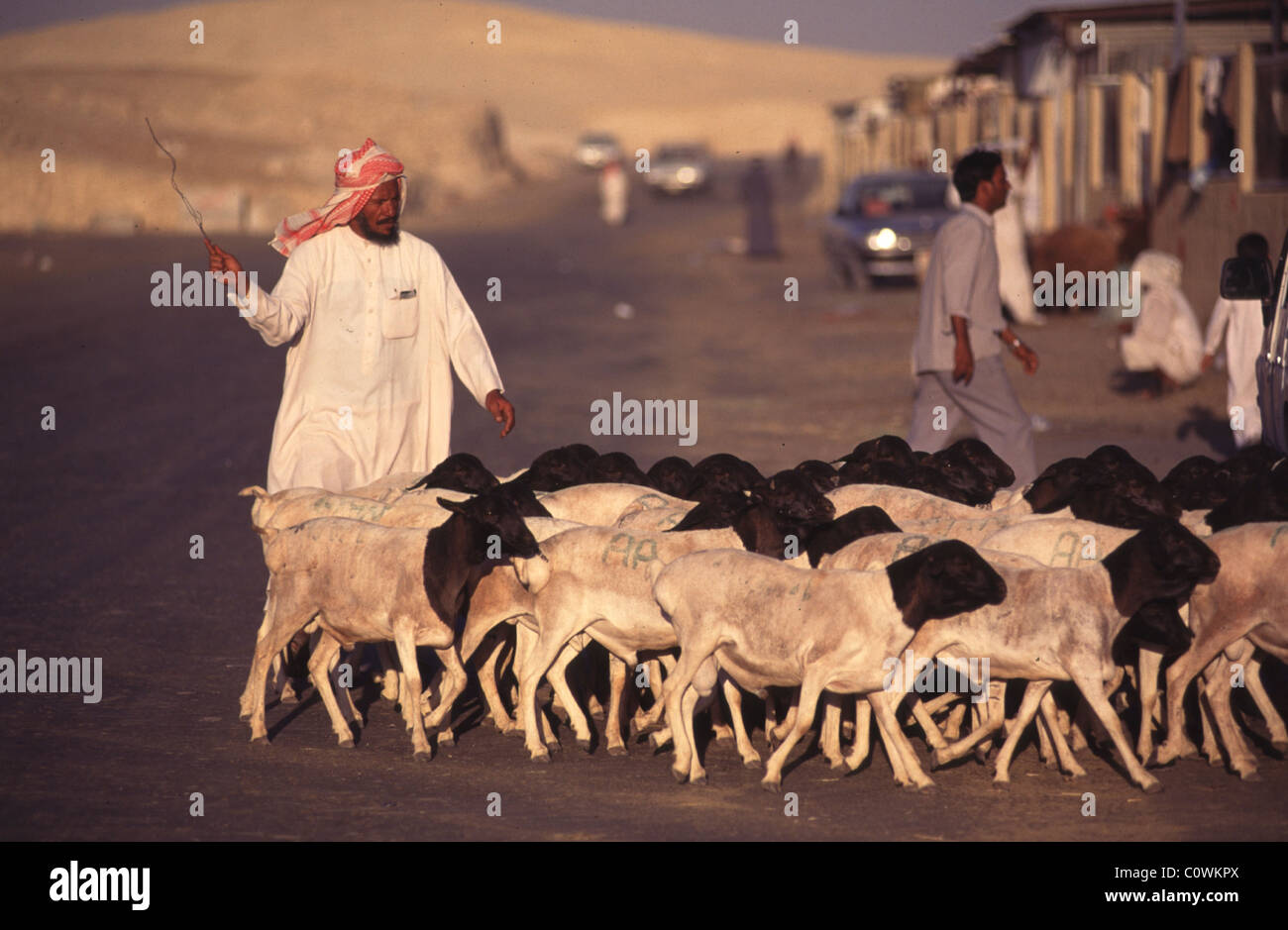 A slaughterhouse employee herds a group of sheep into the pens on the ...