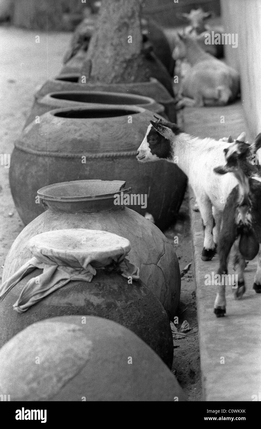 goats and pots Stock Photo - Alamy