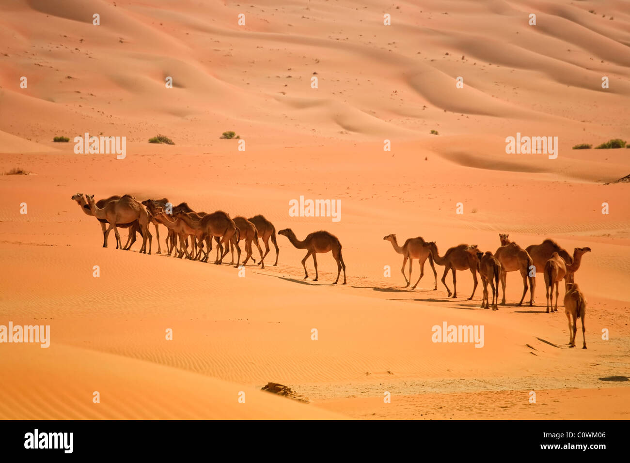 Uae desert camel hi-res stock photography and images - Alamy