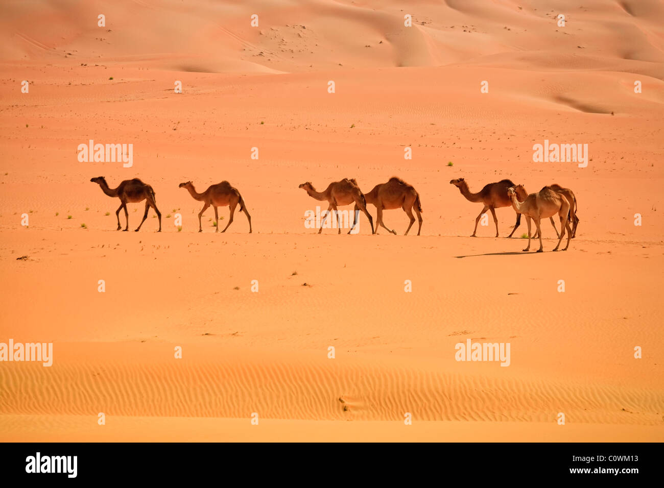 Uae desert camel hi-res stock photography and images - Alamy