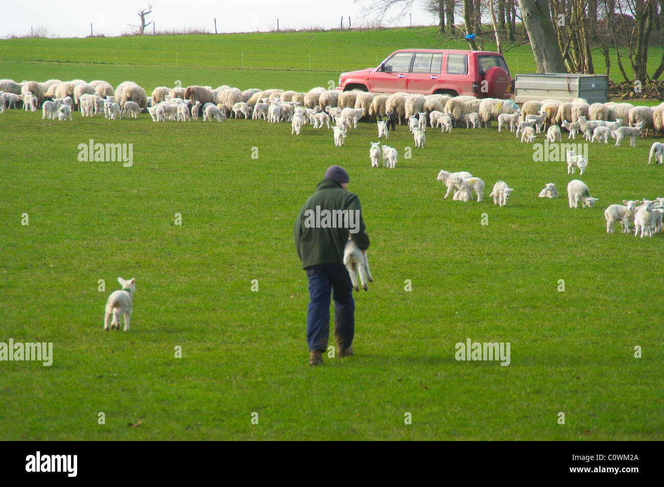 Sheppard with sheep North Yorkshire Stock Photo - Alamy