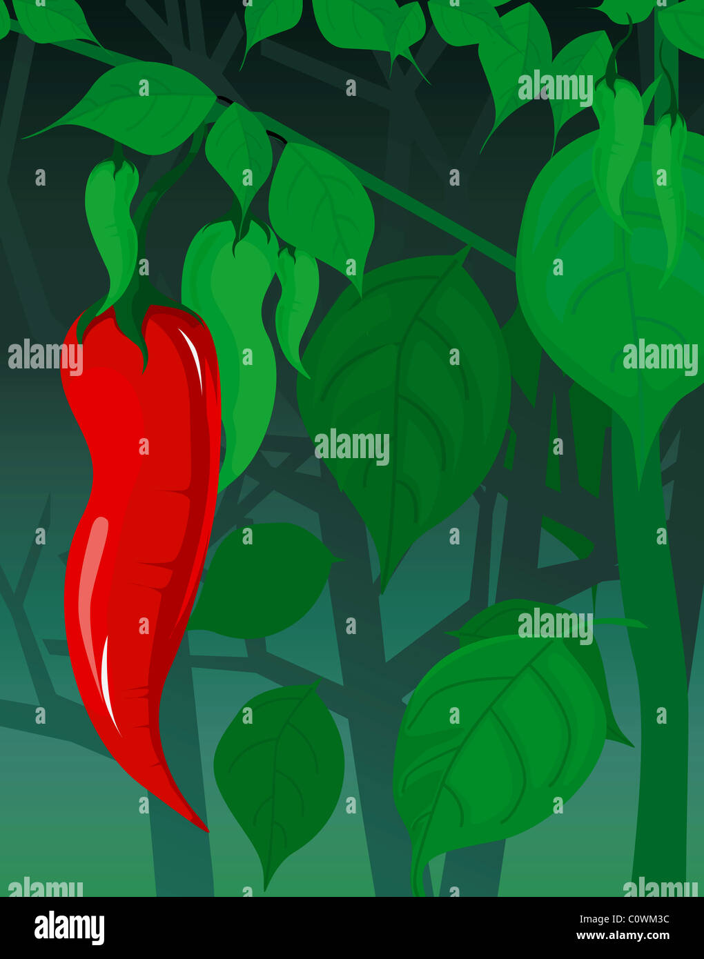 Red chilli on plant hi-res stock photography and images - Alamy