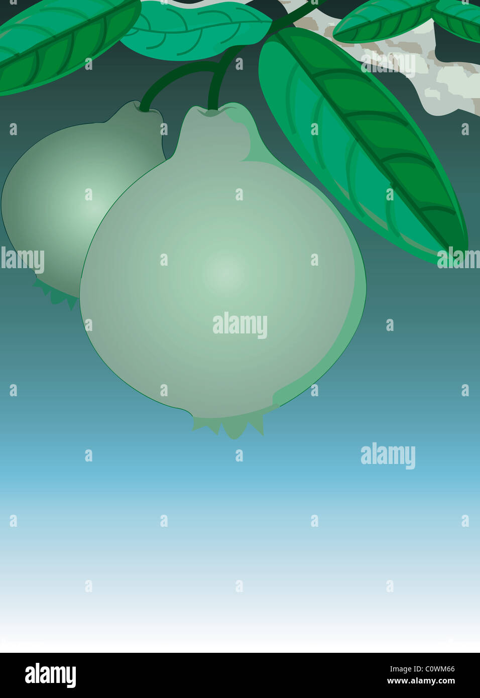 Stem of guava plant hi-res stock photography and images - Alamy