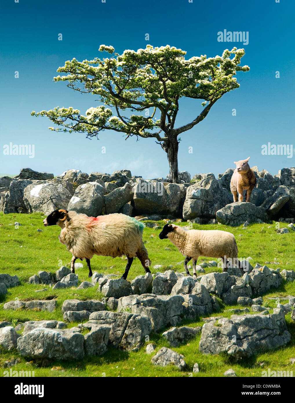 Malham Moor High Resolution Stock Photography and Images - Alamy