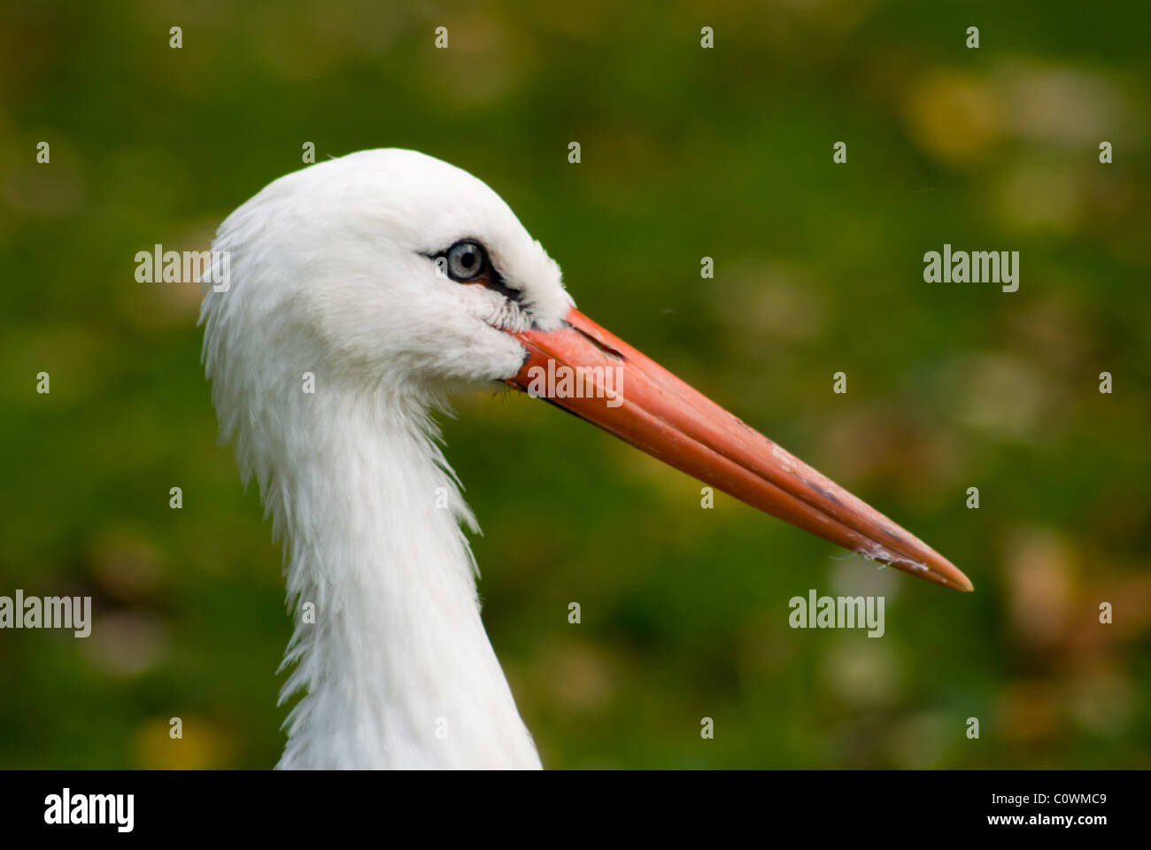 A profile photo of a White Stork head Stock Photo - Alamy