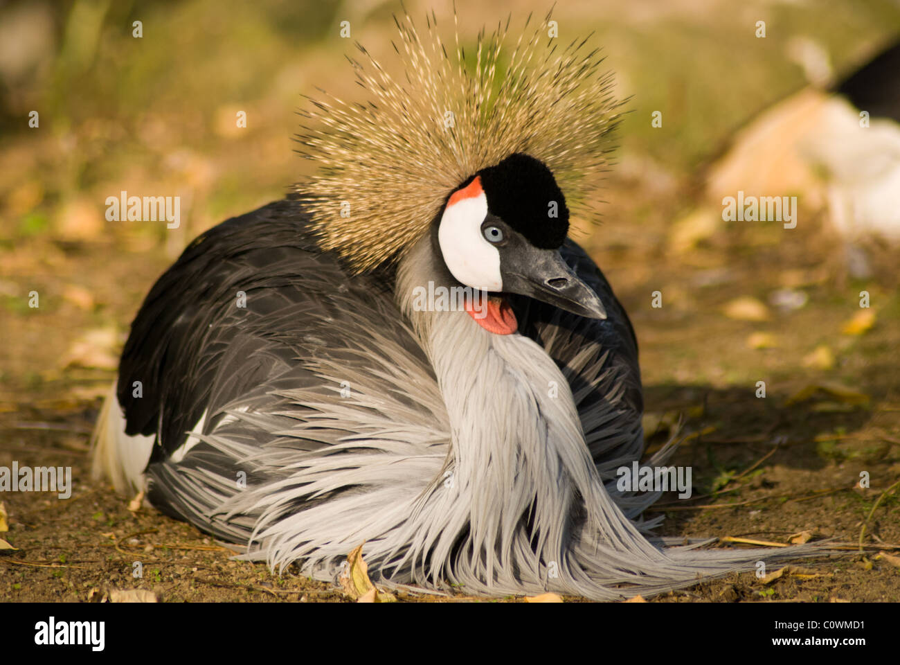 Sahara Desert Birds