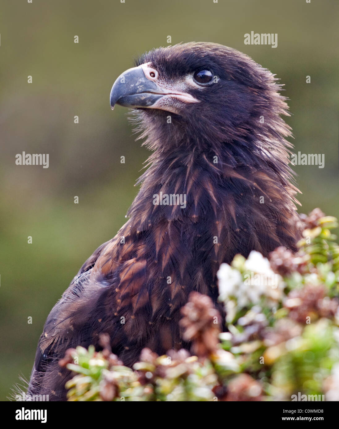 Johnny rook birds falklands hi-res stock photography and images - Alamy