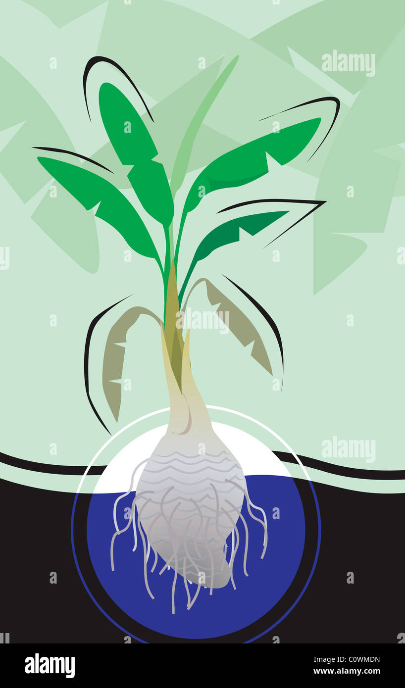 Banana stem cross section hi-res stock photography and images - Alamy