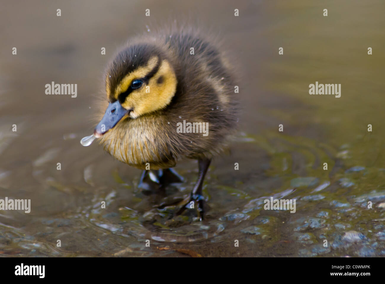 Puddle duck hi-res stock photography and images - Alamy