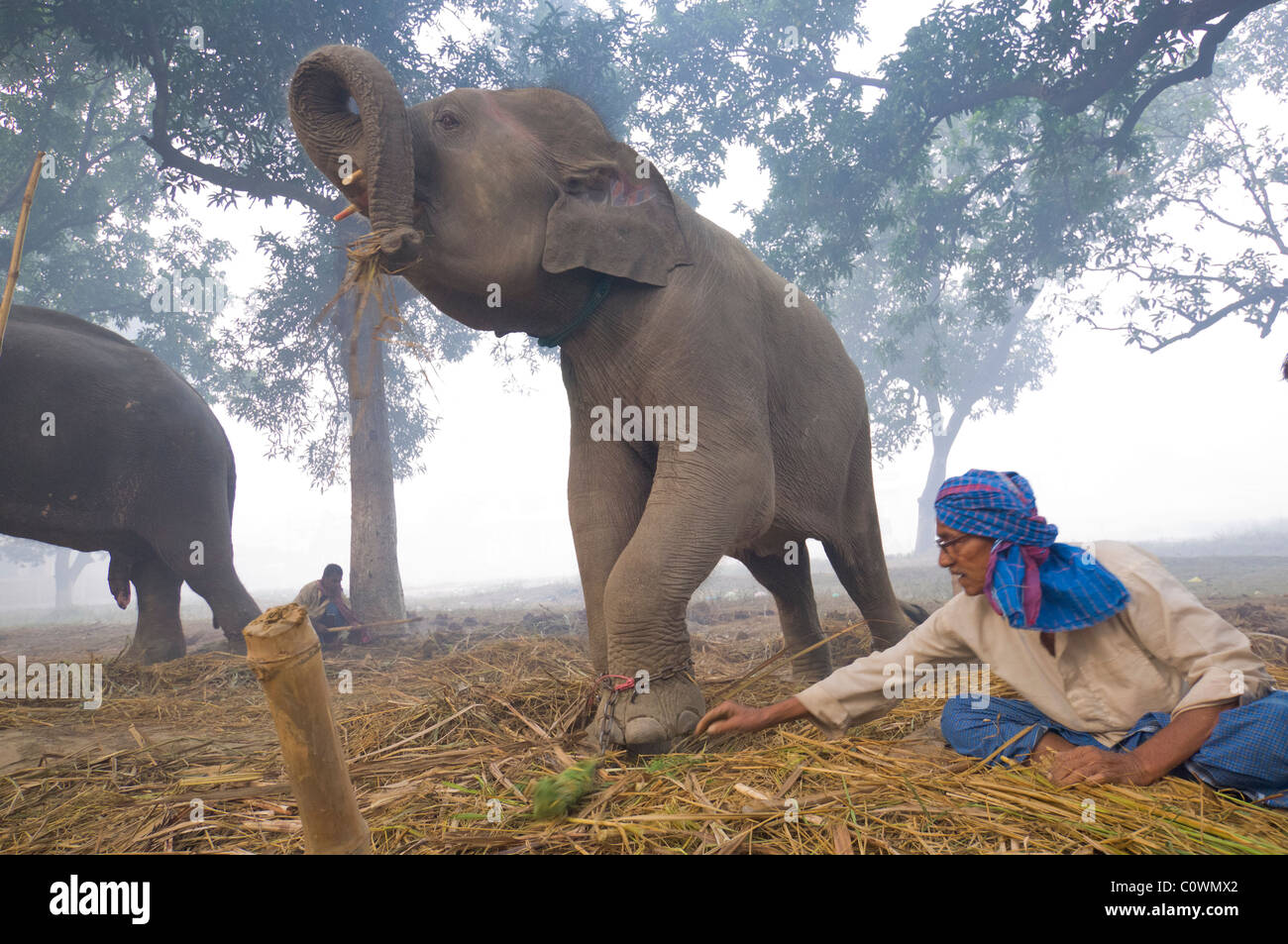 Elephants for sale, with its mahout at the Haathi Bazaar, Sonepur Mela ...