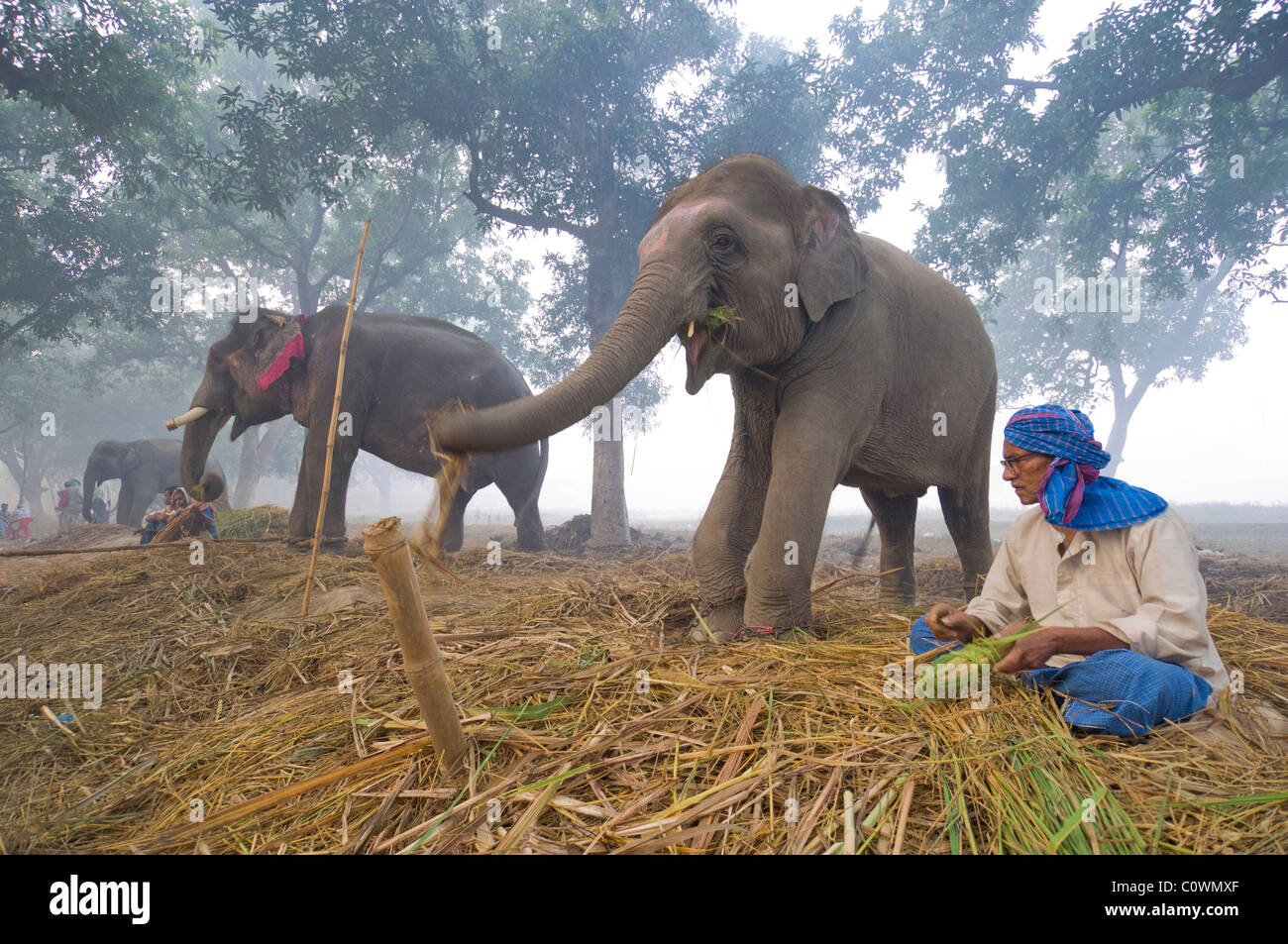Elephants for sale, with a mahout at the Haathi Bazaar, Sonepur Mela ...