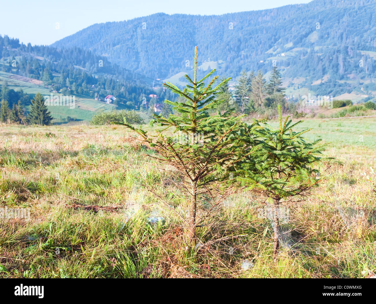 Autumn countryside landscape with village on mountainside and small fir ...