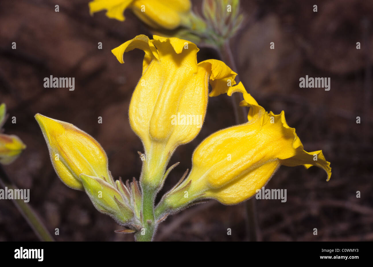 Flowering Pachypodium or Yellow Flower of Pachypodium rosulatum var ...
