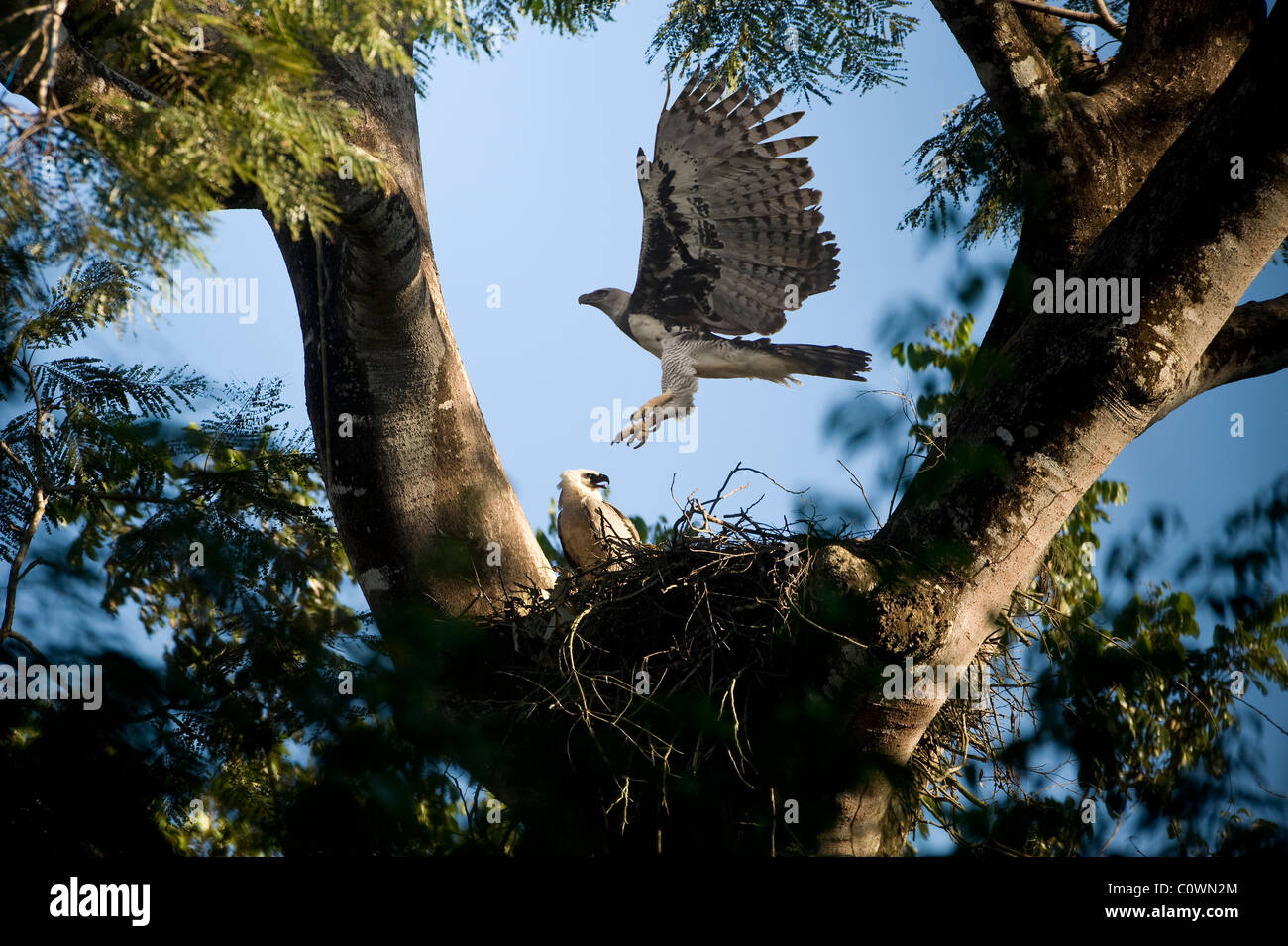 Harpy eagles harpia harpyia adult hi-res stock photography and images ...
