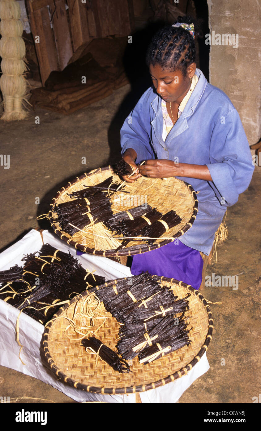 Malagasy Woman Sorting and Packing Vanilla Pods in Vanilla Factory at ...